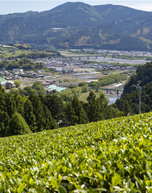 First-Time Visitors - Visit Suruga